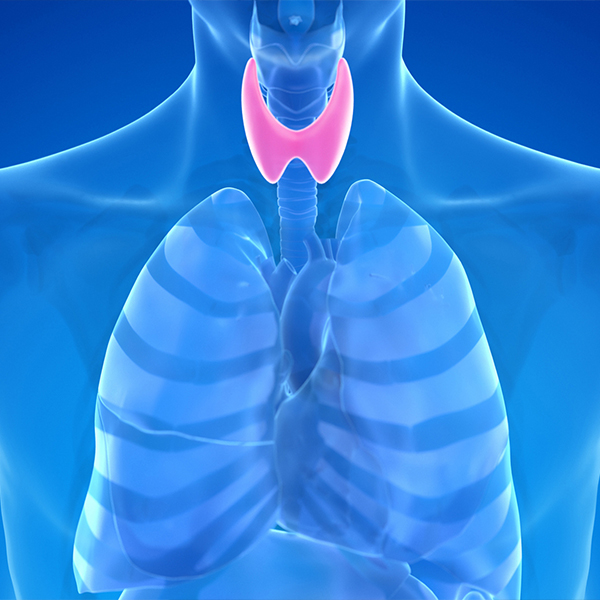 High-Normal Thyroid Function and Its Impact on Longevity in Men
