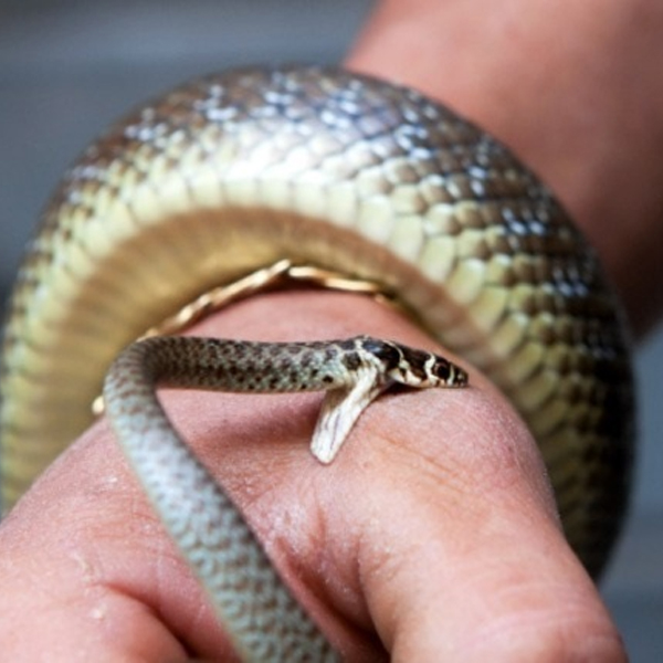 A Cobra Bite Mimicking Coma in a 2-year-old