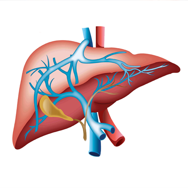 How common is liver cancer? |Medbytes