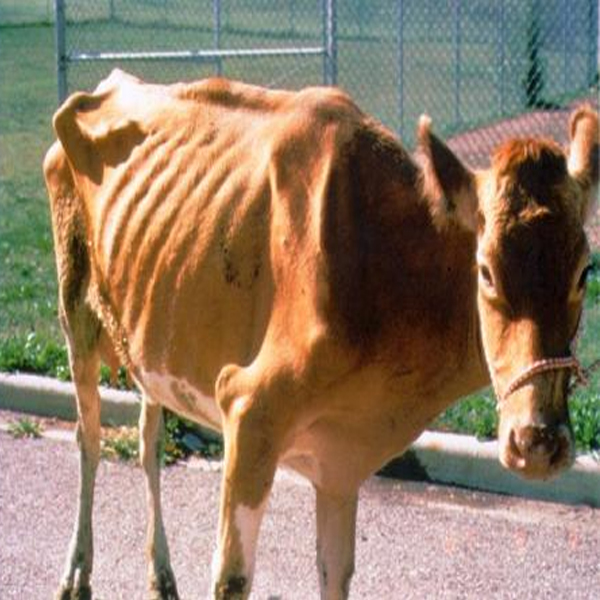 Paratuberculosis in animals?