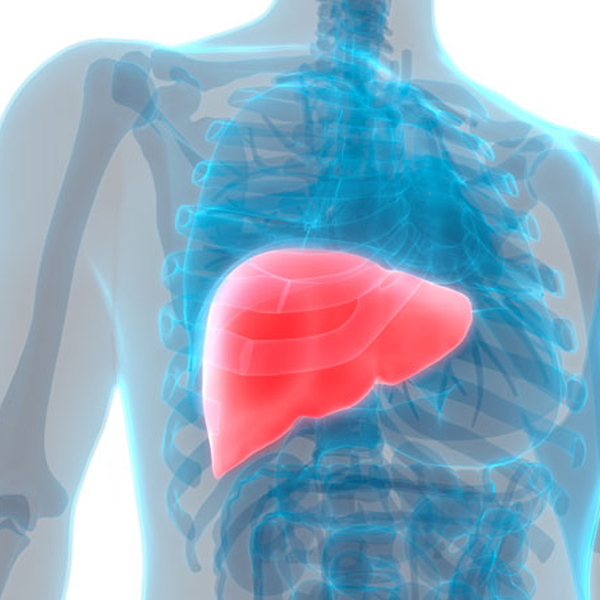Pathophysiology and Diagnosis of Liver Diseases in the Geriatric Population
