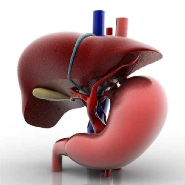 Role of de novo Lipogenesis and Hepatic Stellate Cells in Liver Diseases