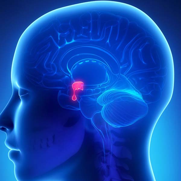 Sheehan’s Syndrome – characterized by severe postpartum bleeding, shock ...