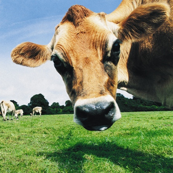 What Is Being Done In The Animal Sector On AMR what-is-being-done-in-the-animal-sector-on-amr