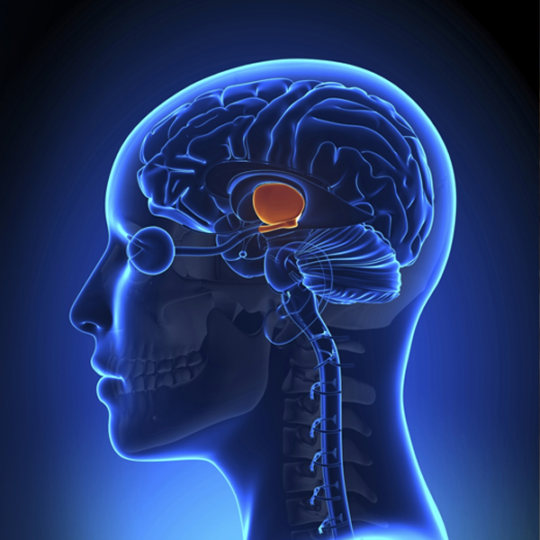 What is metabolic memory? | Dr. Suman Kirti