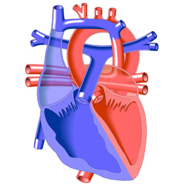 What is Obstructed TAPVC? | Dr. Smita Mishra