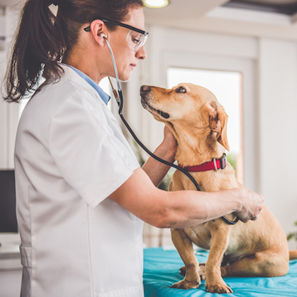 What is reverse zoonoses?