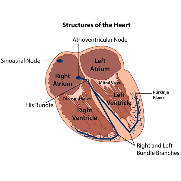 Which is more serious: LBB or RBB? | FAQ answered by Dr. K.K Aggarwal