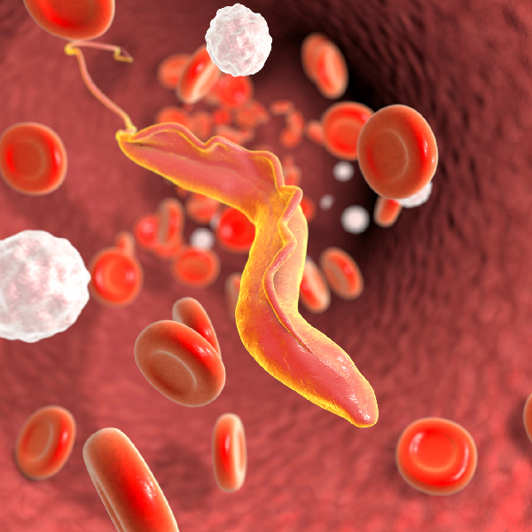 Chagas Disease: Symptoms and Treatment