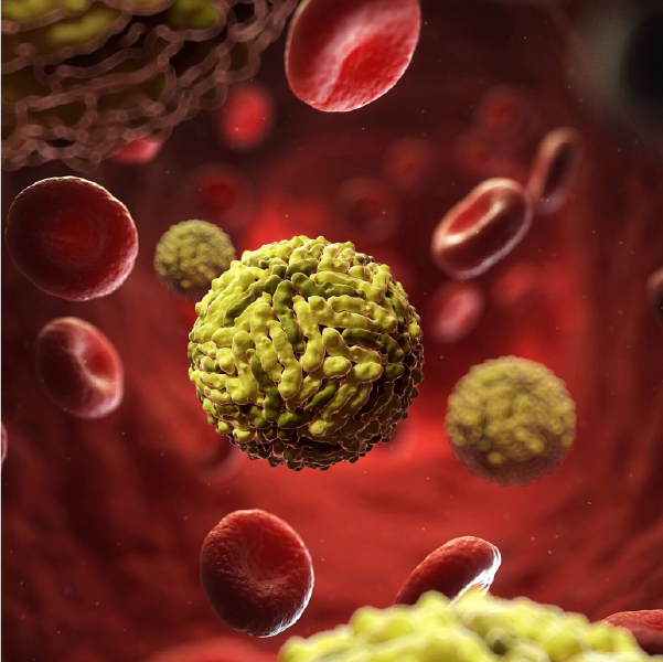 Dengue Virus Has Become More Severe Over the Past Few Decades