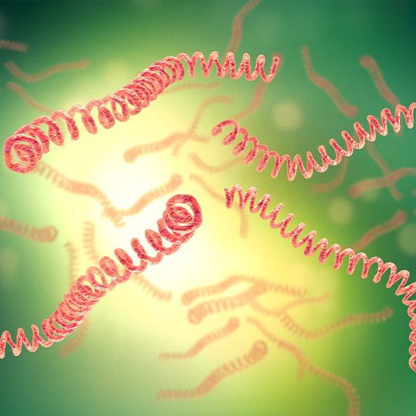 Leptospirosis: Bacterial Infection In Humans