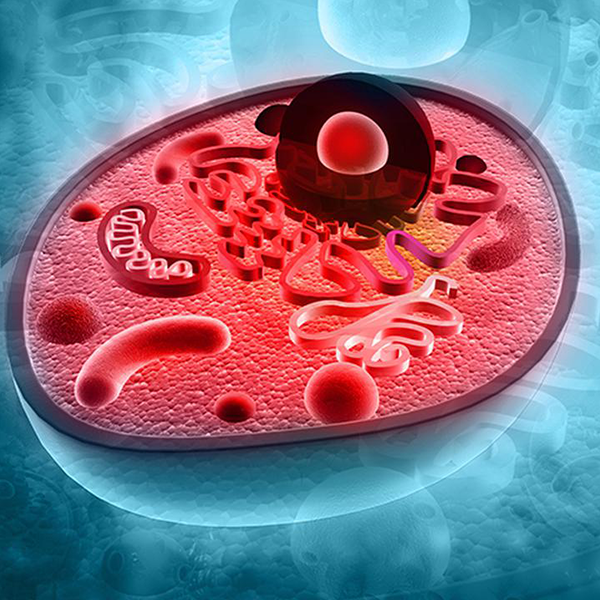 Mitochondrial Donation Treatment – The Unique Way to Treat Fatal ...