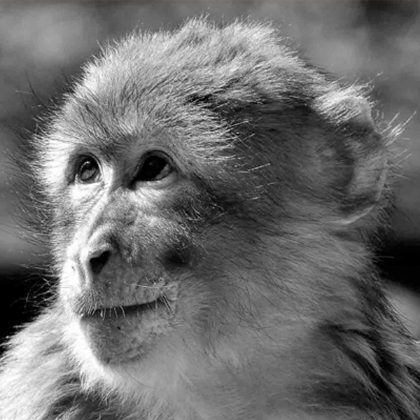 Is there a science behind 100 monkey effect phenomena of the phenomena ...