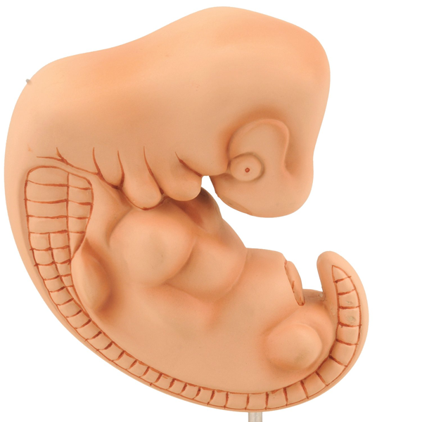 Scientists Create First Synthetic Human Embryo Models