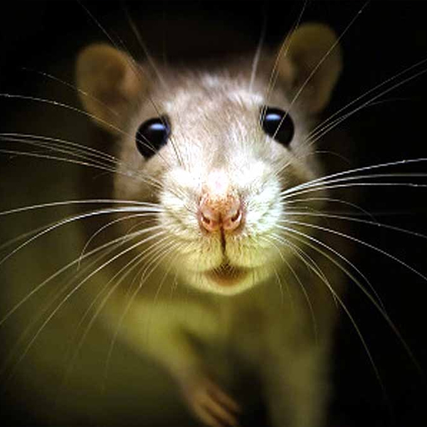 अध्ययन : सबसे लंबे समय तक चलने वाले ओमिक्रॉन वैरिएंट को बनाने में चूहों ...