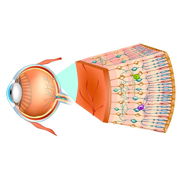 What are various retinal diseases? | Dr. Manisha Agarwal